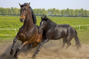 Global Equine Count: How Many Horses Are There In The World