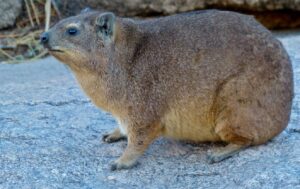 Coolest Animals On The Planet – Experience The Magic Of Nature