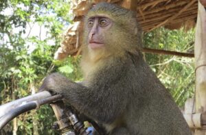 Weird Animals - Get To Know These Bizarre & Rare Creatures