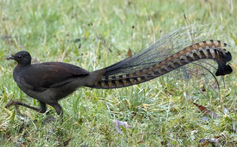 Coolest Animals On The Planet – Experience The Magic Of Nature