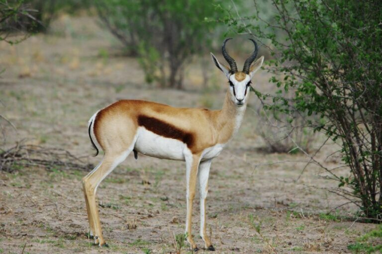 Jungle Symphony - A Glimpse Into The Animals In Africa