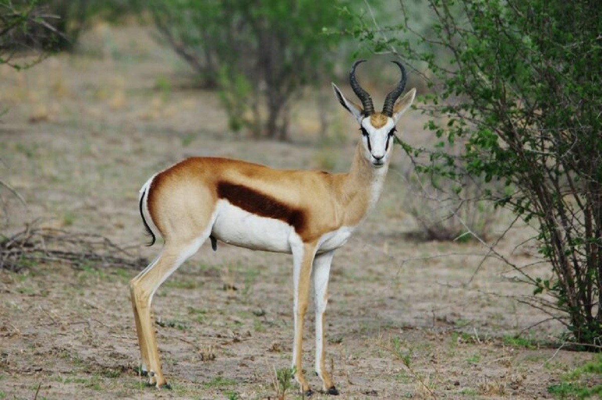 Jungle Symphony - A Glimpse Into The Animals In Africa