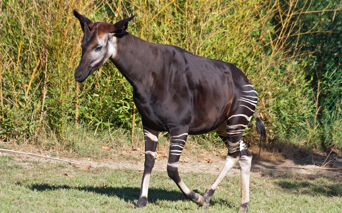 Coolest Animals On The Planet – Experience The Magic Of Nature