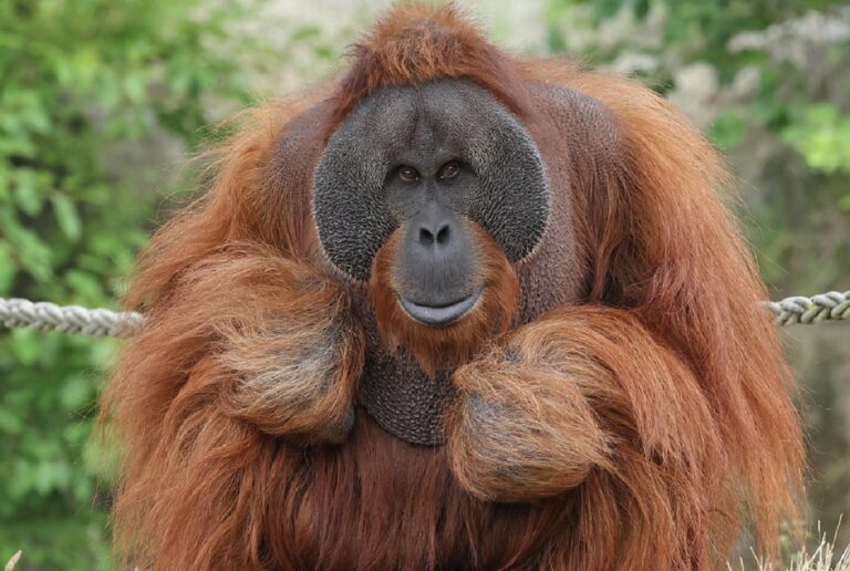 Coolest Animals On The Planet – Experience The Magic Of Nature