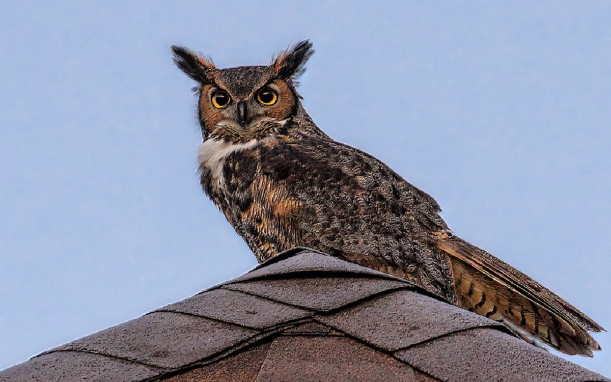 Coolest Animals On The Planet – Experience The Magic Of Nature