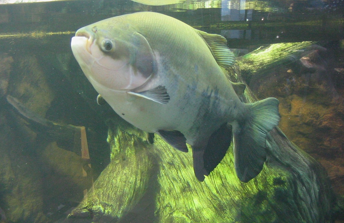 Coolest Animals On The Planet – Experience The Magic Of Nature