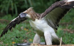 Weird Animals - Get To Know These Bizarre & Rare Creatures