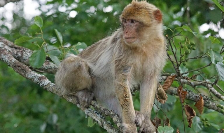 Discover New Jersey Exotic Pets - From Sugar Gliders To Snakes