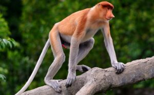 Weird Animals - Get To Know These Bizarre & Rare Creatures