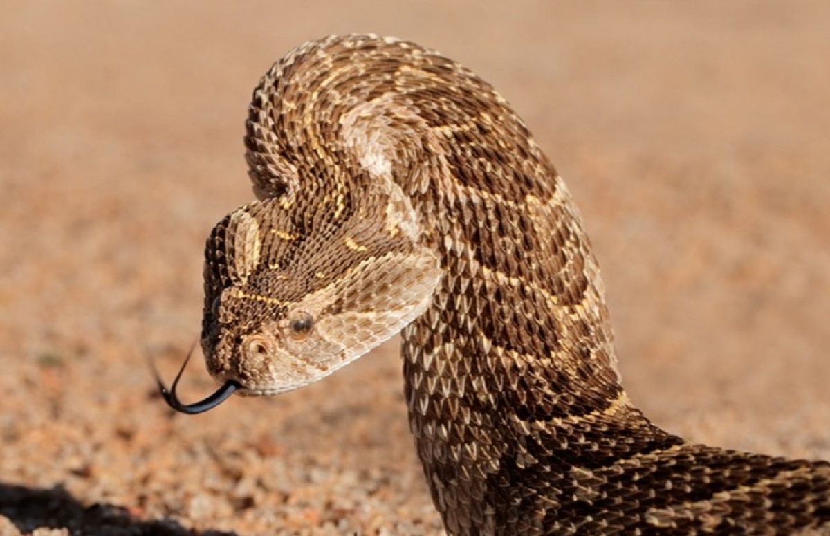 Jungle Symphony - A Glimpse Into The Animals In Africa