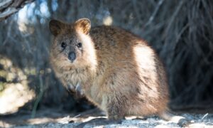 Weird Animals - Get To Know These Bizarre & Rare Creatures