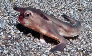 Weird Animals - Get To Know These Bizarre & Rare Creatures