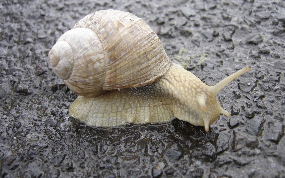 Coolest Animals On The Planet – Experience The Magic Of Nature