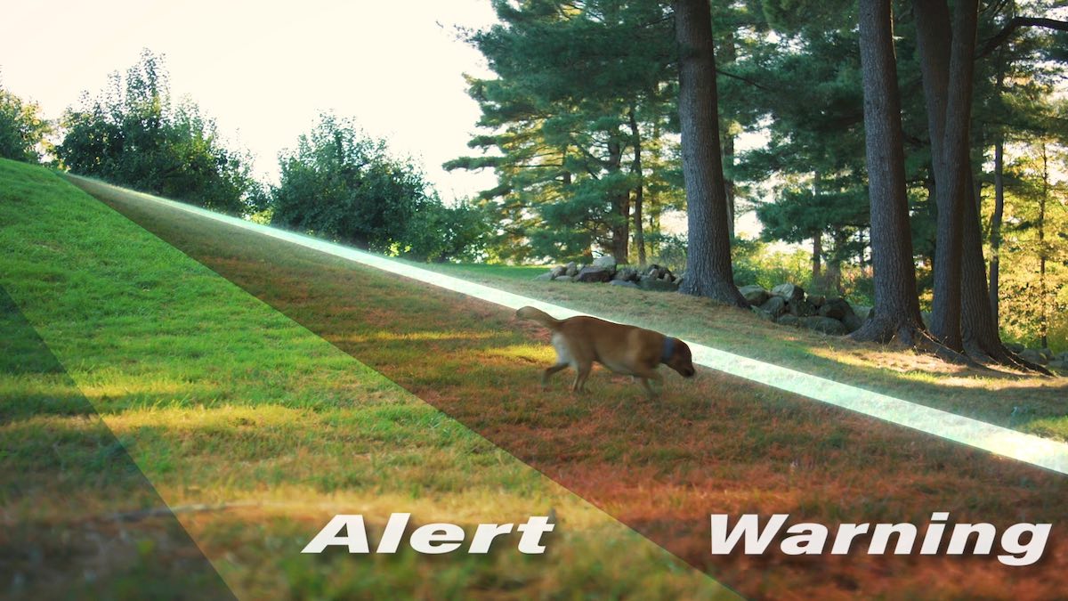 Halo Collar Vs Spot On Collar - [Unbiased Analysis]