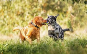 Halo Collar Vs Spot On Collar - [Unbiased Analysis]