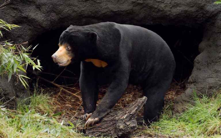 Coolest Animals On The Planet – Experience The Magic Of Nature