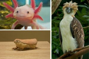 Weird Animals - Get To Know These Bizarre & Rare Creatures