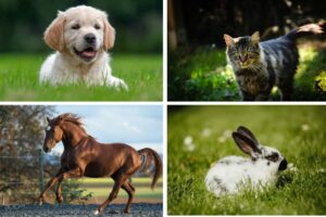 Animal Rights Laws: A Guide To Protecting Our Fauna