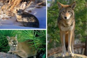 Animal Rights Laws: A Guide To Protecting Our Fauna