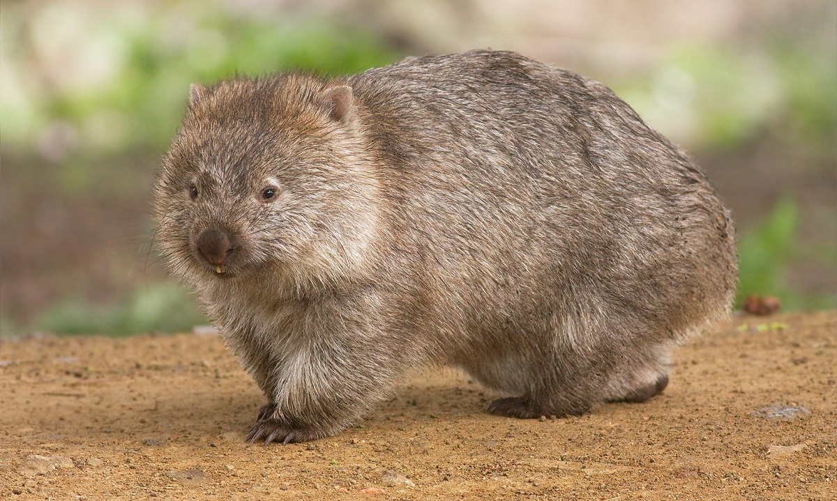 Coolest Animals On The Planet – Experience The Magic Of Nature