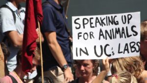 Animal Rights Laws: A Guide To Protecting Our Fauna