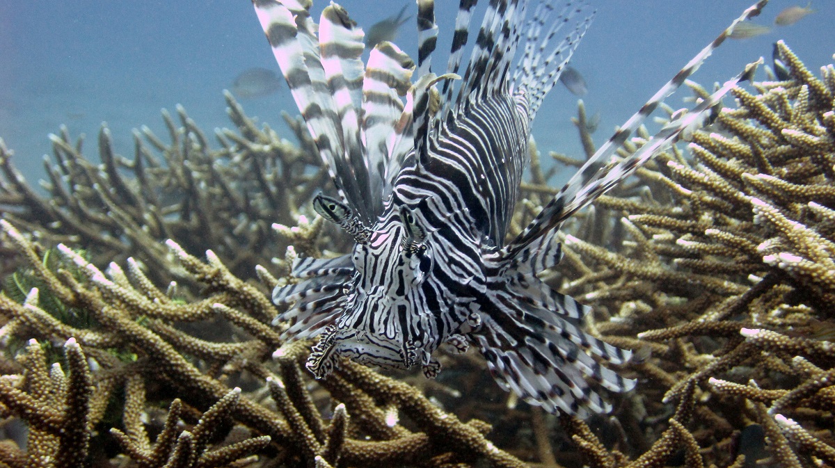 What Lies Beneath: Startling Ocean Pollution Facts Revealed