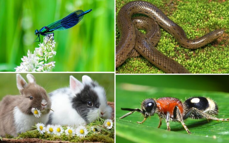 Coolest Animals On The Planet – Experience The Magic Of Nature