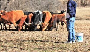 How Many People Are Killed By Cows Each Year