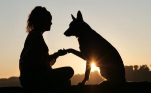 Animal Rights Laws: A Guide To Protecting Our Fauna