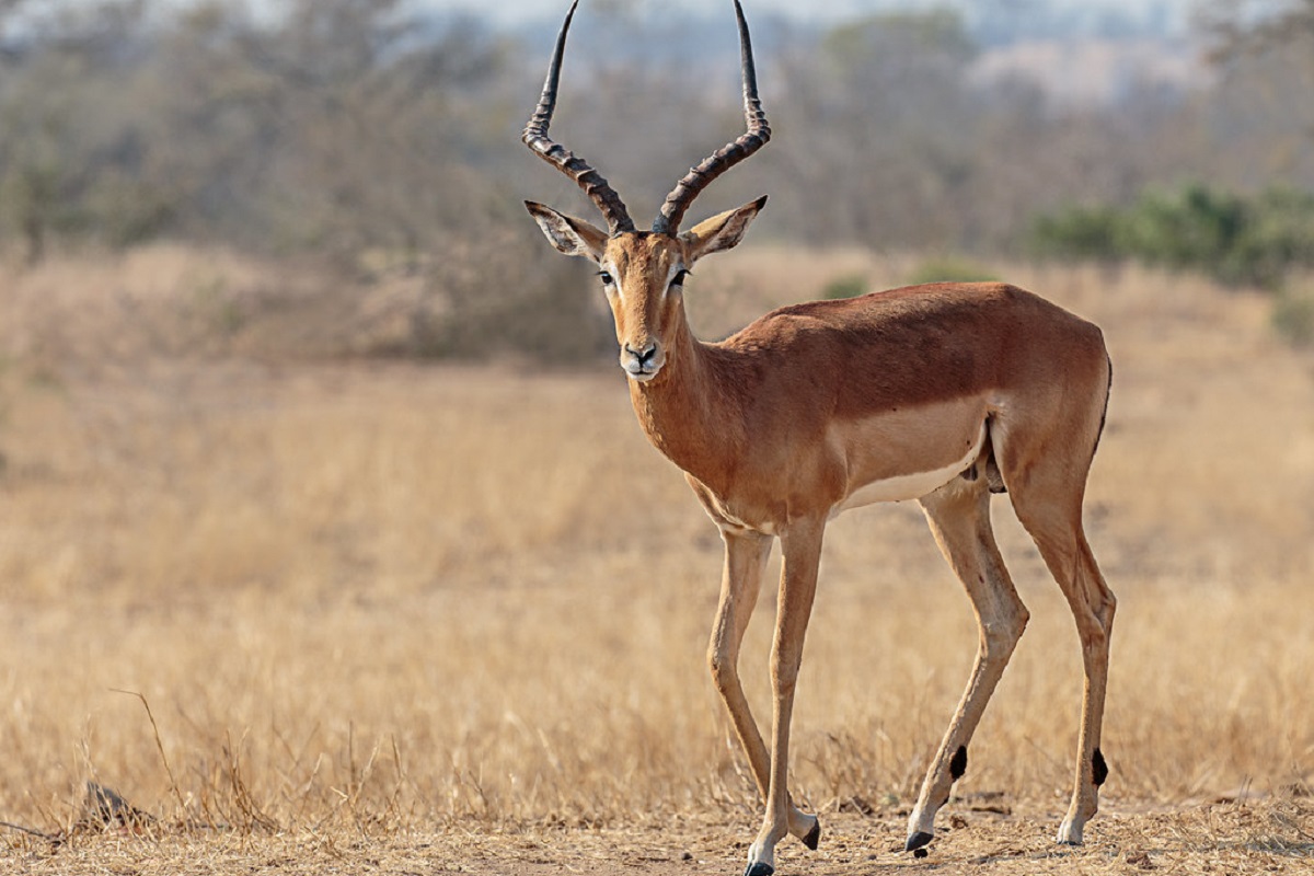Jungle Symphony - A Glimpse Into The Animals In Africa