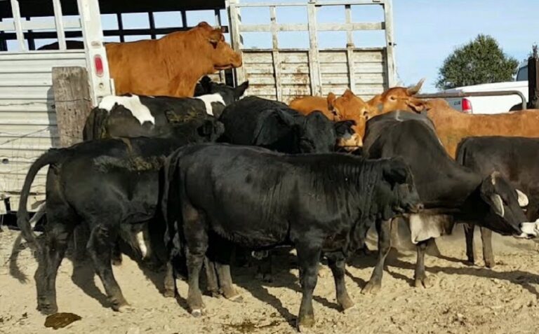 How Many People Are Killed By Cows Each Year