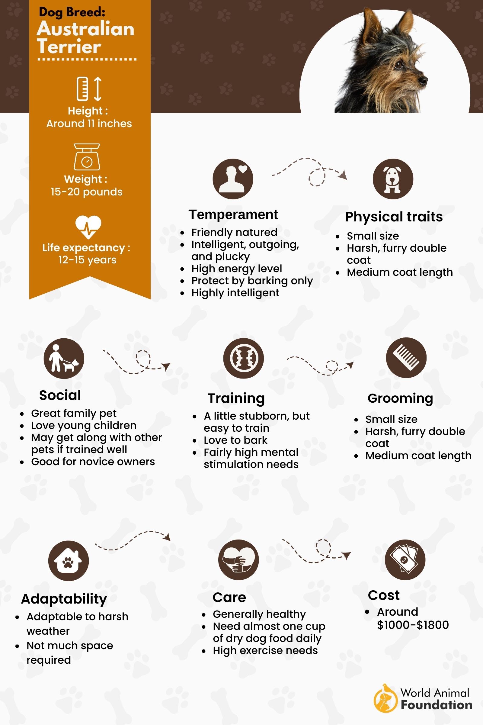 Australian Terrier - (Complete Breed Information)