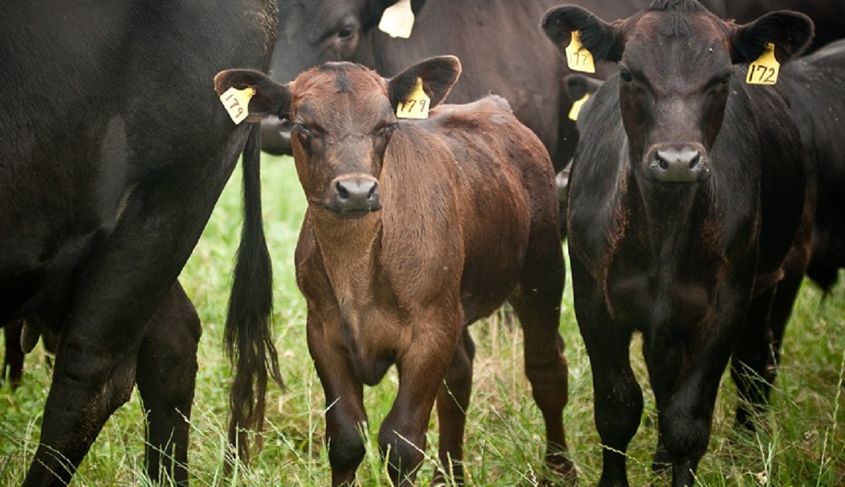 What State Produces The Most Beef: A Comprehensive Analysis