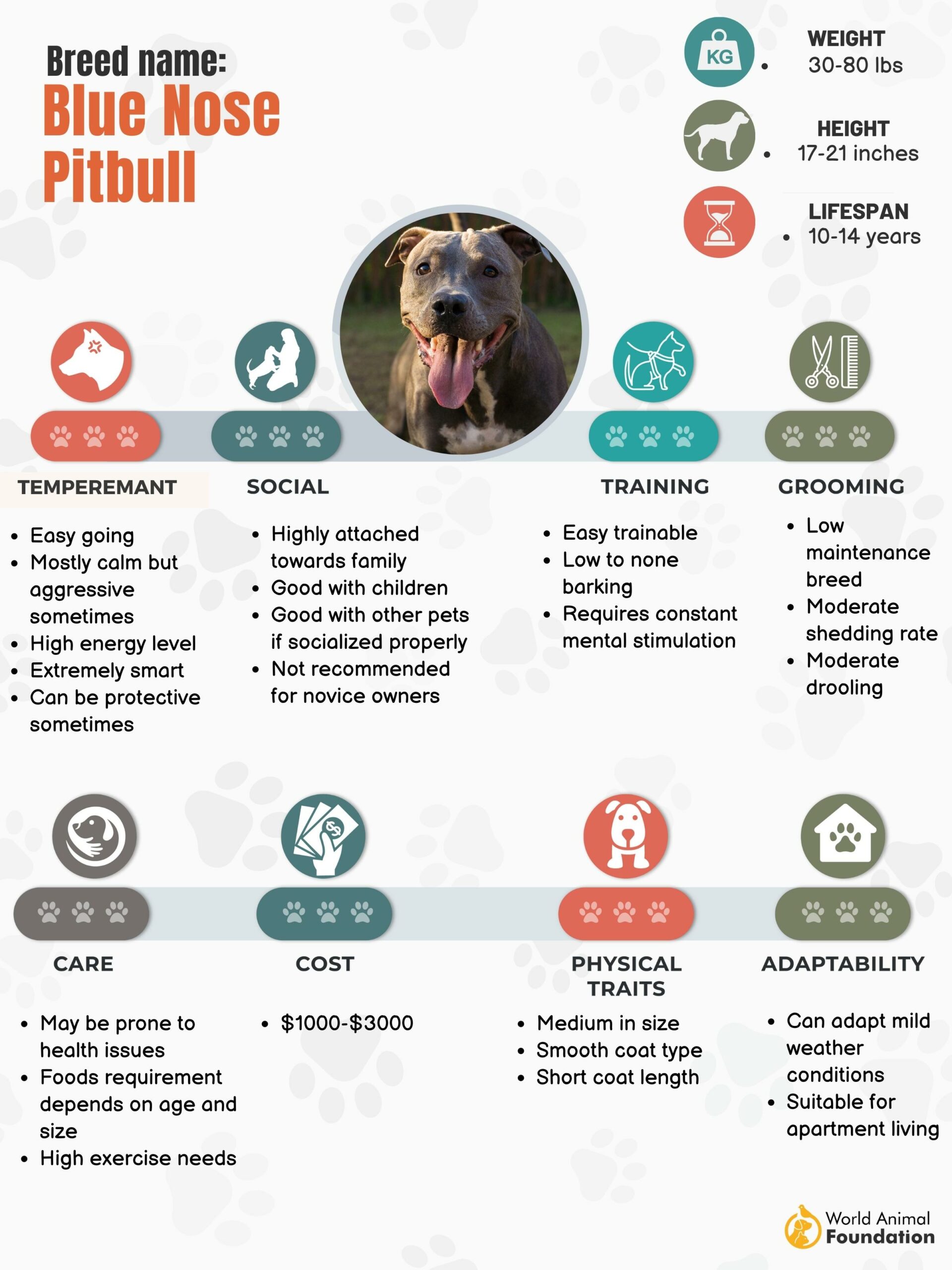 Blue Nose Pitbull - History, Facts, Health And Care