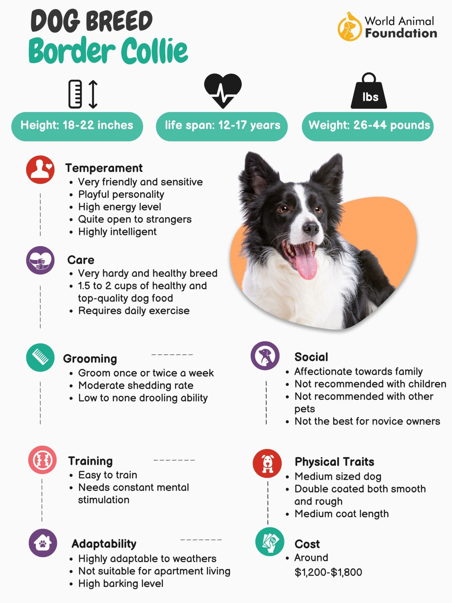 Border Collie | Your Intelligent, Affectionate Friend