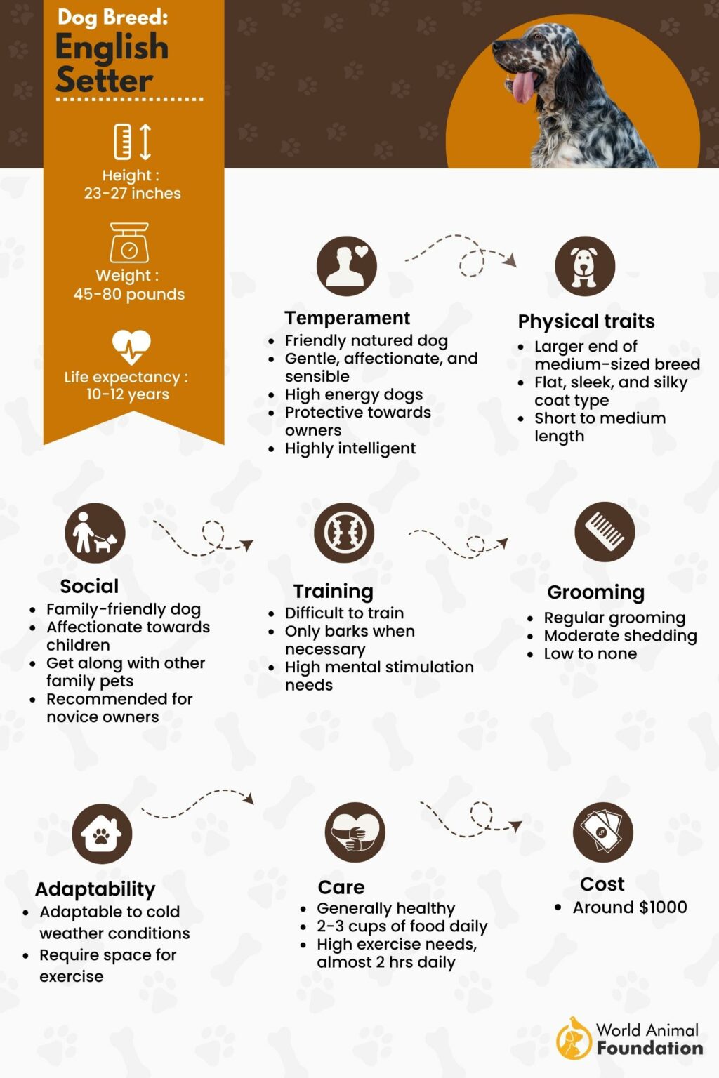 English Setter Dog Breed Interesting Facts & Information