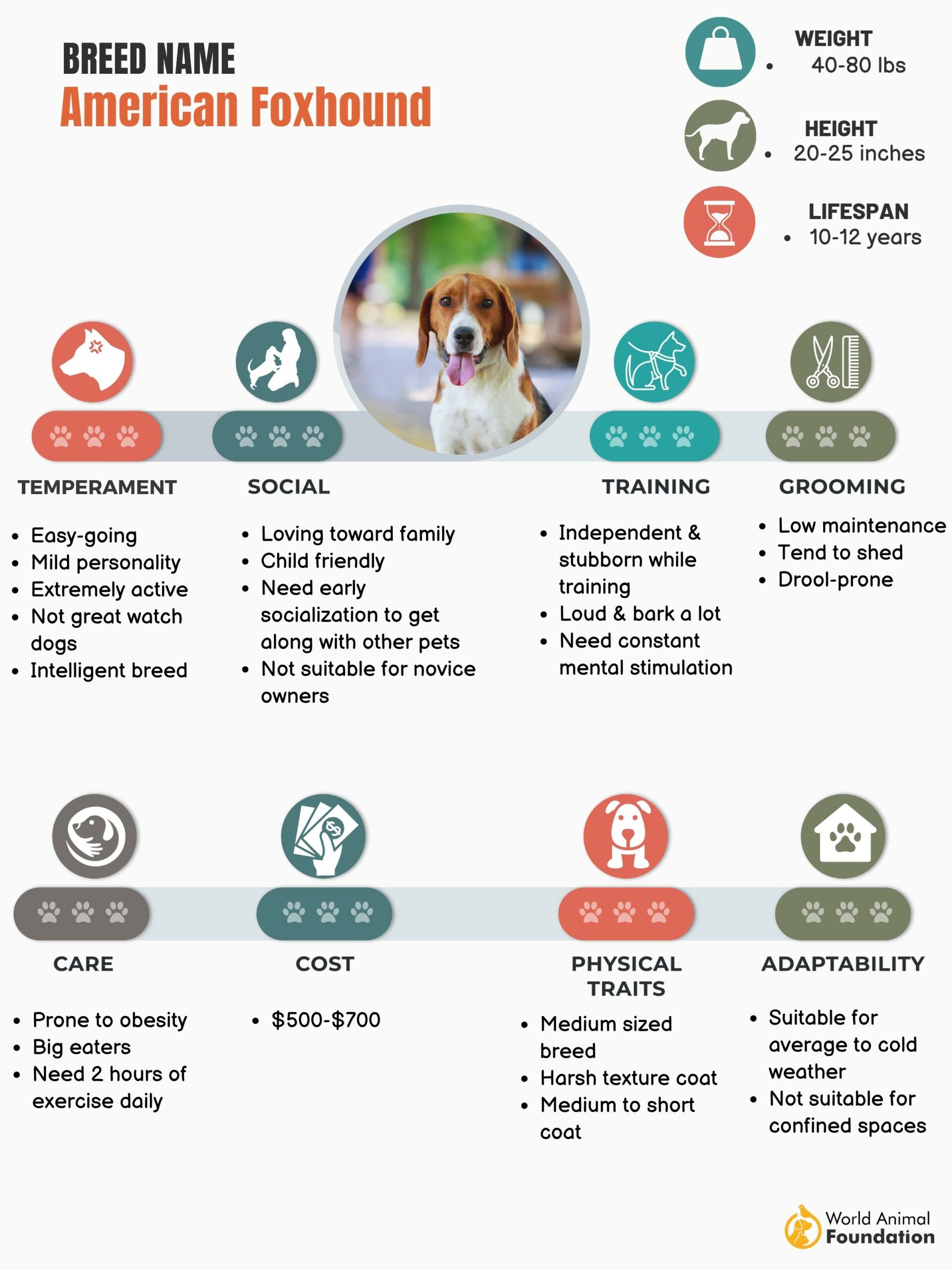 American Foxhound Dog Breed – Everything You Need To Know!