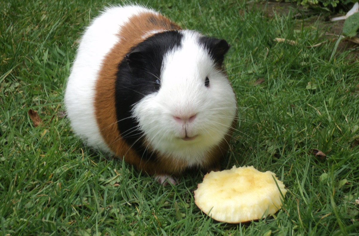 Unveiling The Most Popular Pets: Which One Is Right For You?