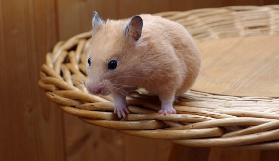 Unveiling The Most Popular Pets: Which One Is Right For You?