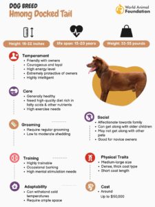 Hmong Docked Tail Dog Information, Interesting Facts & More!