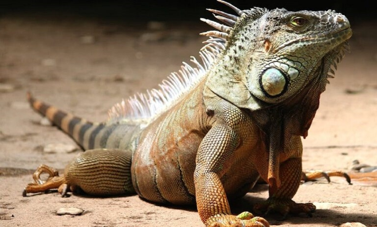 Unveiling The Most Popular Pets: Which One Is Right For You?