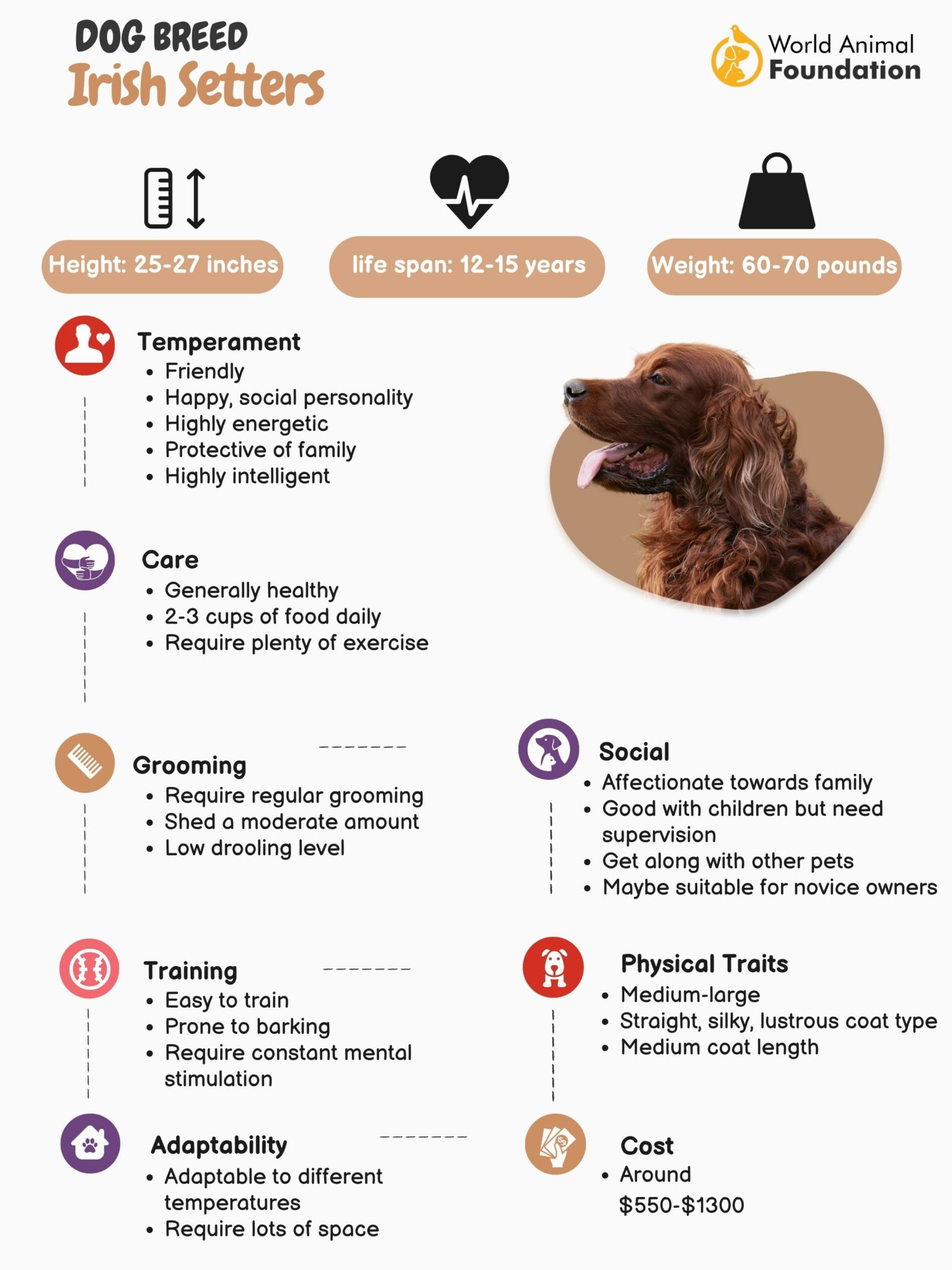 Irish Setters Dog Breed - Detailed Information And Facts!