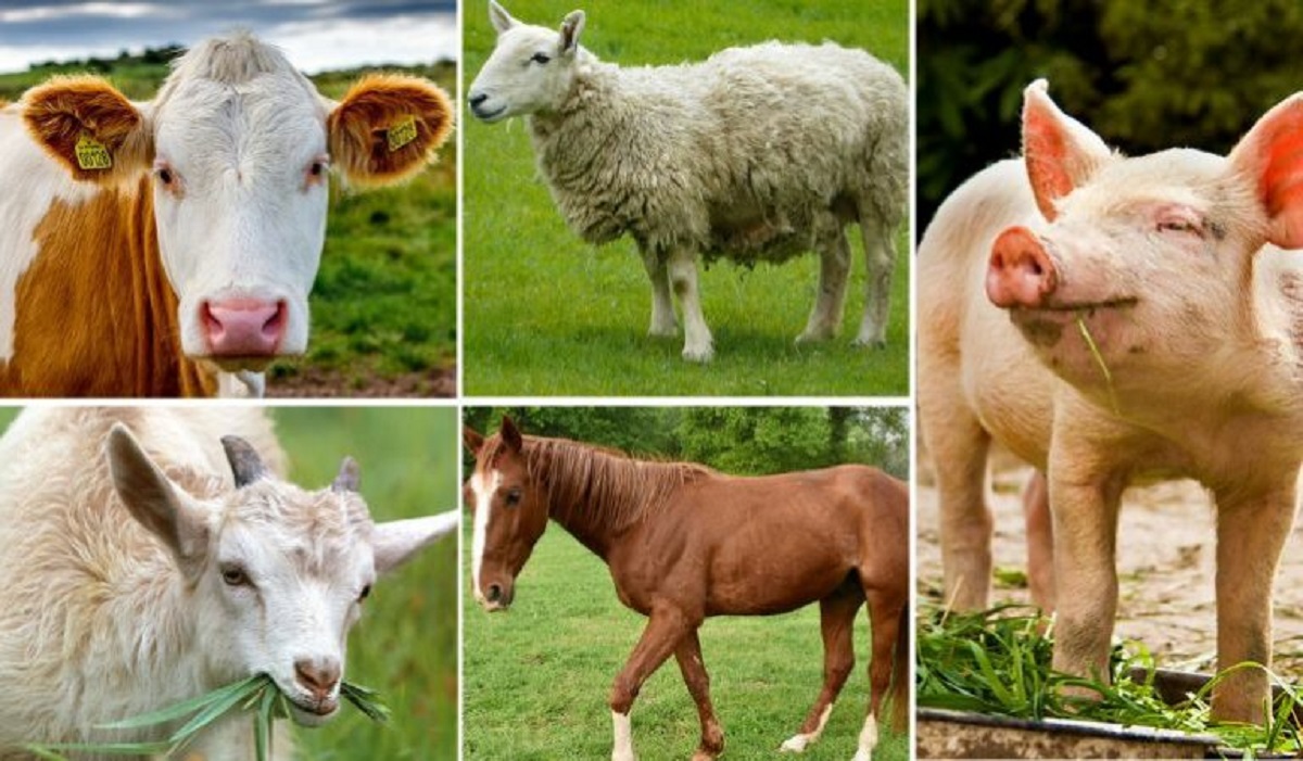 Unveiling The Most Popular Pets: Which One Is Right For You?