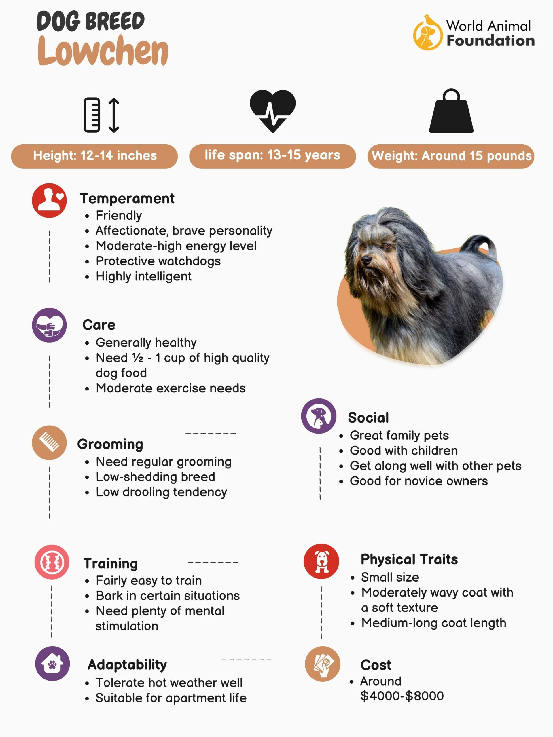 Lowchen - All About The Adorable Little Lion Dog