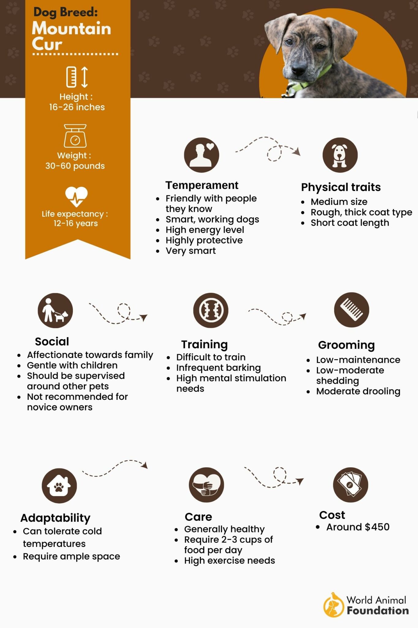 Mountain Cur | Facts, Health And Care | WAF