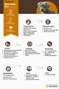 Mountain Cur | Facts, Health And Care | WAF