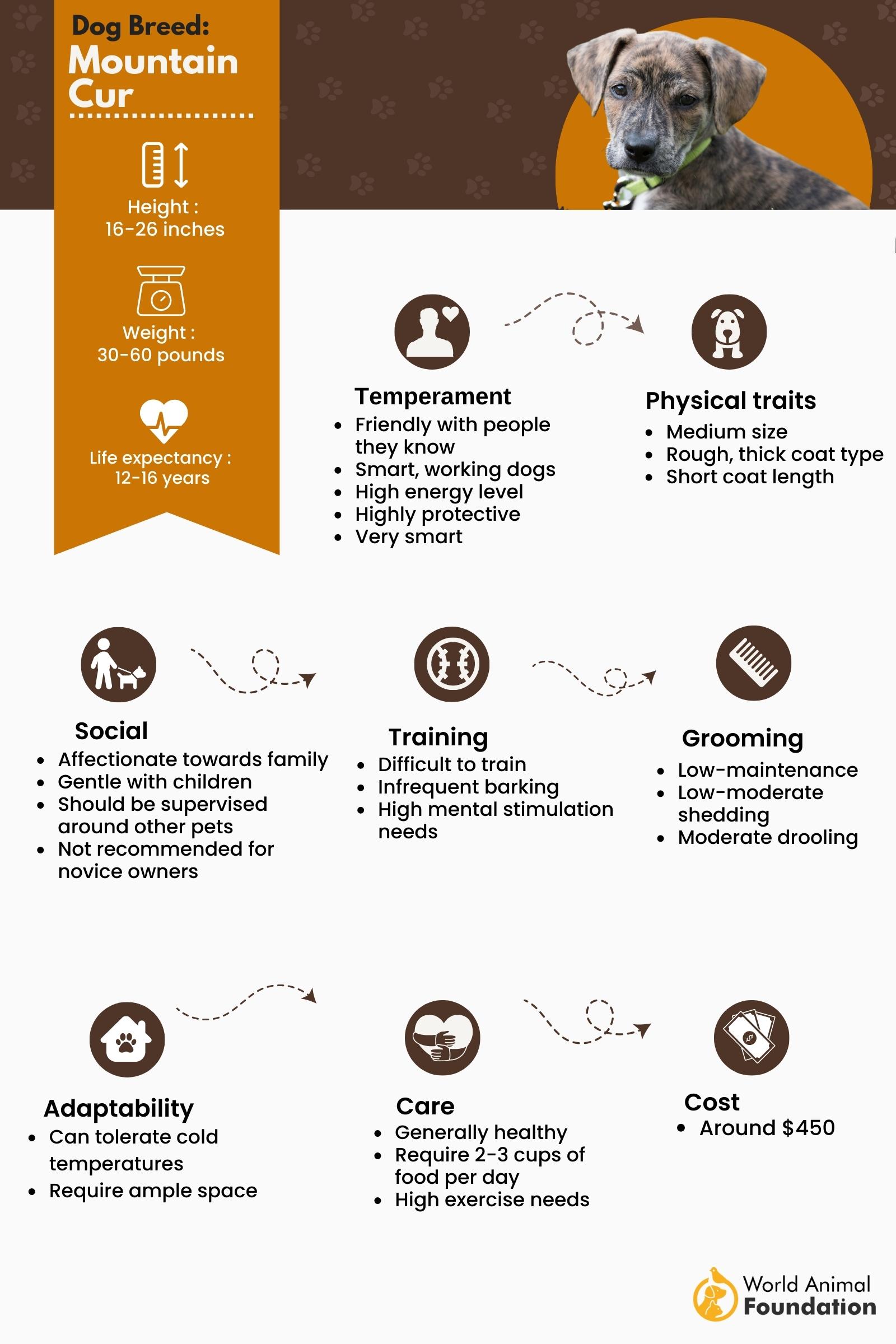 Mountain Cur | Facts, Health And Care | WAF