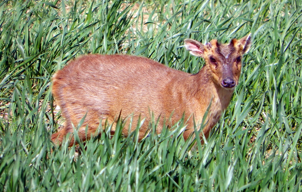 Discovering The Fascinating World Of Legal Exotic Pets