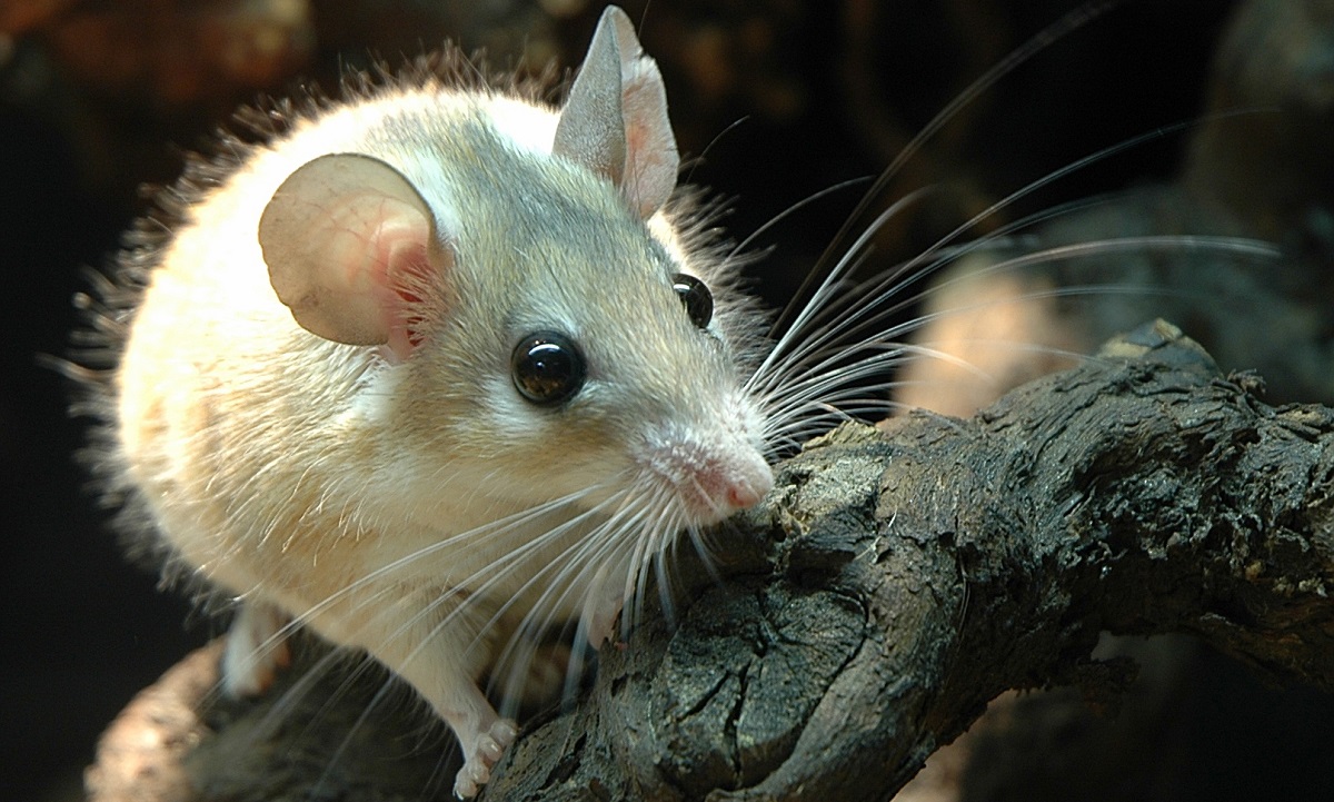 Discovering The Fascinating World Of Legal Exotic Pets