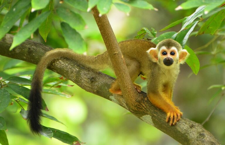 Discovering The Fascinating World Of Legal Exotic Pets